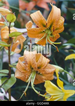 lilium henryi,lily,lilies,orange,flowers,speckled,markings,plant ...