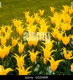 Yellow lily-flowered tulips (Tulipa) Seattle bloom in a garden in April ...