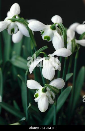 Galanthus hippolyta. Snowdrop Stock Photo - Alamy