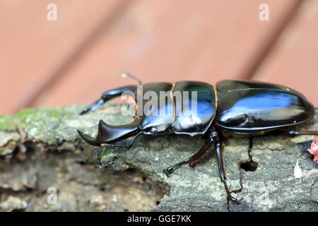 Antaeus stag beetle (Dorcus antaeus) in India Stock Photo - Alamy