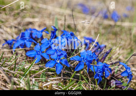 Bavarian gentian (Gentiana bavarica) in flower native to European Alps ...