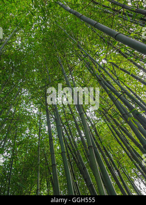 Beautiful green bamboo stems with leaves on white background, top view ...