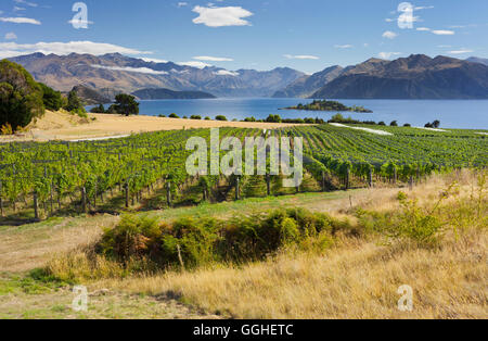 Rippon Vineyard Wanaka New Zealand Stock Photo - Alamy