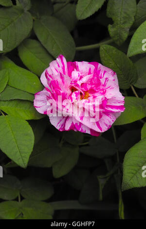 Old red damask apothecary's rose, 'Red Rose of Lancaster' official rose ...