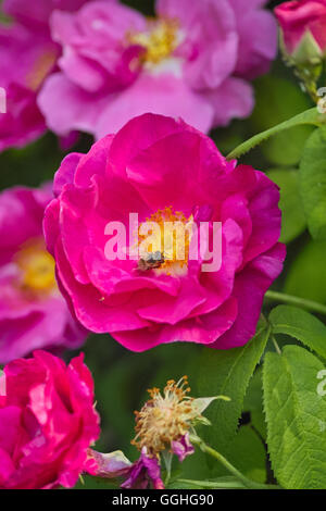 Old red damask apothecary's rose, 'Red Rose of Lancaster' official rose ...