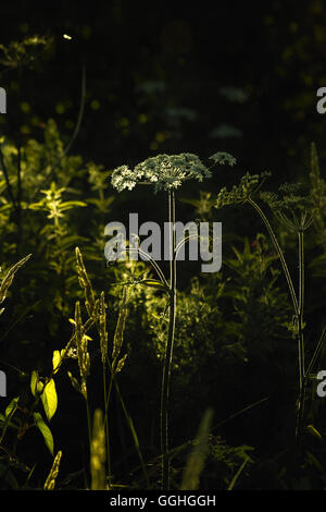 Cow Parsnip, Eltrot in backlit / Wiesenbärenklau (Heracleum sphondylium ...