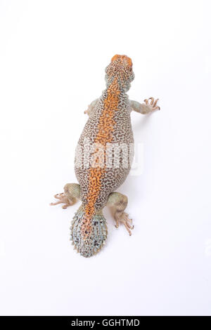 Uromastyx thomasi, the Oman spiny-tailed lizard, an Asian species of ...