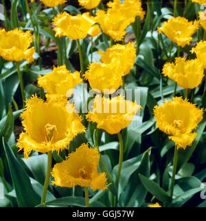 Fringed Tulip,Yellow tulips,Tulipa Flamenco Stock Photo - Alamy