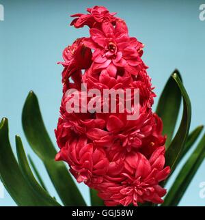 Double red hyacinth (Hyacinthus orientalis) Hollyhock blooms on an ...