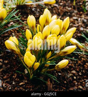 Crocus chrysanthus 'Moonlight' Stock Photo - Alamy