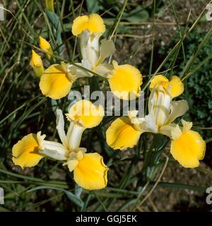 Dutch iris, Iris hollandica Stock Photo - Alamy