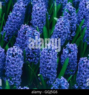 Blue Jacket, Hyacinth (Hyacinthus orientalis Stock Photo - Alamy