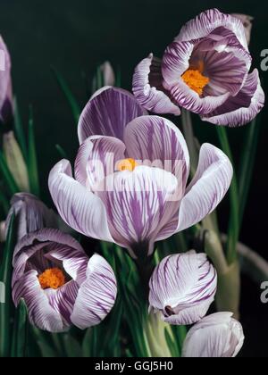 Purple striped crocus vernus 'Pickwick' in flower Stock Photo - Alamy