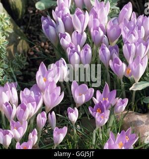 Crocus tommasinianus AGM Stock Photo - Alamy