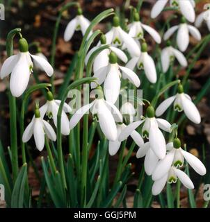Snowdrops, Galanthus Magnet Stock Photo - Alamy