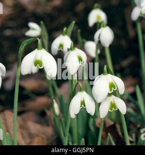 Galanthus hippolyta. Snowdrop Stock Photo - Alamy