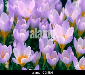 Crocus sieberi 'Firefly' Stock Photo - Alamy