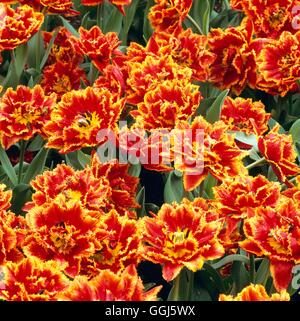 Red double fringed tulips (Tulipa) Fiery Dream bloom in a garden in ...