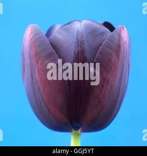 Tulip close up. Tulipa 'Queen of Night'. Distinctive dark maroon blooms ...