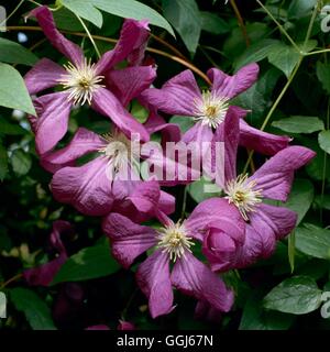 Clematis Margot Koster Stock Photo - Alamy