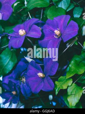 Clematis 'Perrin's Pride' Stock Photo - Alamy