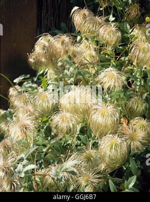Fluffy clematis seed heads Stock Photo - Alamy