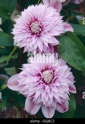 A closeup of Clematis Josephine Stock Photo - Alamy