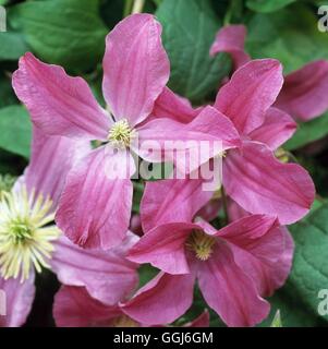 Clematis inspiration, Clematis 'Inspiration' Stock Photo - Alamy