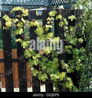 Humulus lupulus 'Aureus' Golden Hop plant Stock Photo - Alamy