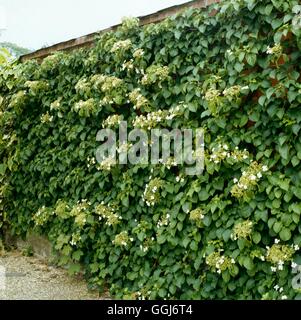 Hydrangea anomala - ssp. petiolaris AGM CLS000635 Stock Photo - Alamy