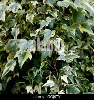 variegated ivy, hedera helix, 'eva' Stock Photo - Alamy