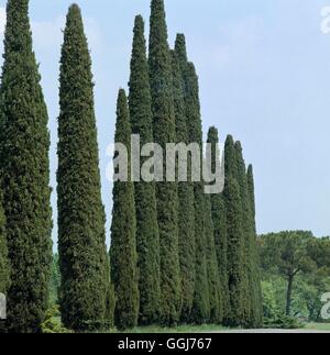 Mediterranean cypress (Cupressus sempervirens) evergreen conifer tree ...
