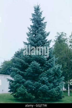 Colorado White Fir (Abies concolor concolor Stock Photo - Alamy