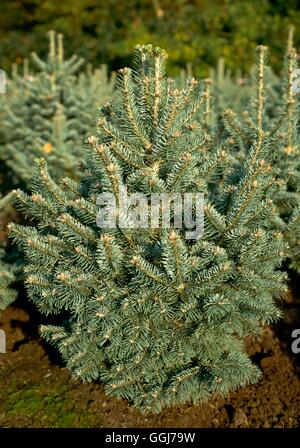 subalpine fir (Abies lasiocarpa Stock Photo - Alamy