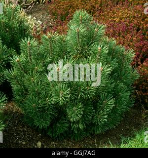 Pinus mugo 'Mops' Stock Photo - Alamy