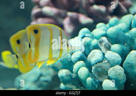 Copper Banded Butterfly fish in the sea Stock Photo - Alamy