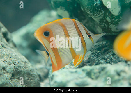 Copper Banded Butterfly fish in the sea Stock Photo - Alamy