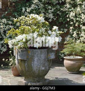 Rhododendron × wilsonii Stock Photo - Alamy