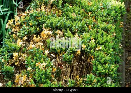 box blight buxus box hedge damage damaged box blight evergreens Stock ...
