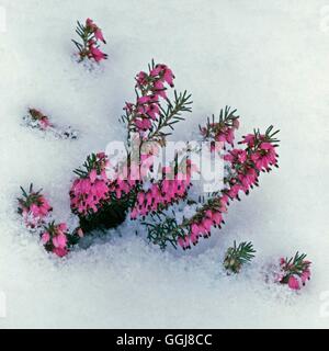Erica carnea 'Myretoun Ruby' Stock Photo - Alamy