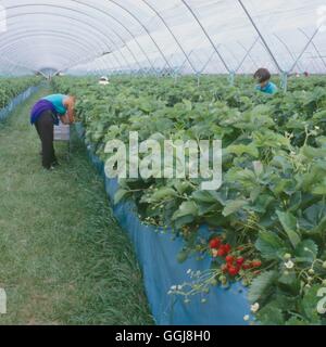 raised strawberry plants in poly tunnel Stock Photo - Alamy