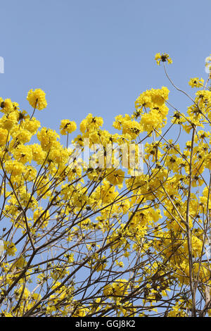 Tabebuia spectabilis flower or Yellow tabebuia flower bloom on tree in ...