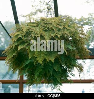 Squirrel's foot fern / Davallia mariesii Stock Photo - Alamy