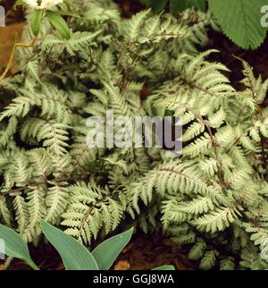 Athyrium niponicum var pictum ‘Silver Falls’ painted lady fern Silver ...