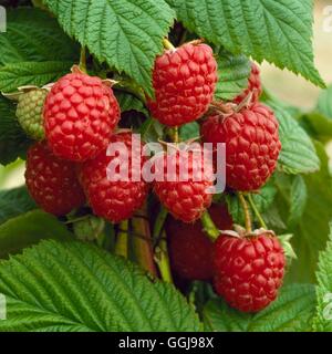 Autumn fruiting raspberry Stock Photo - Alamy