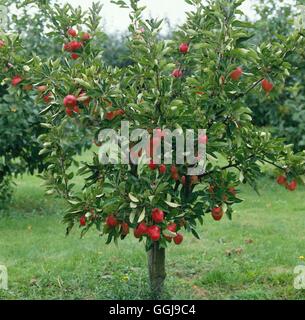 Fruit, Apple, Katy apples growing on the tree in Grange Farms orchard ...