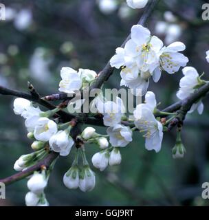 Victoria plum blossom Stock Photo - Alamy