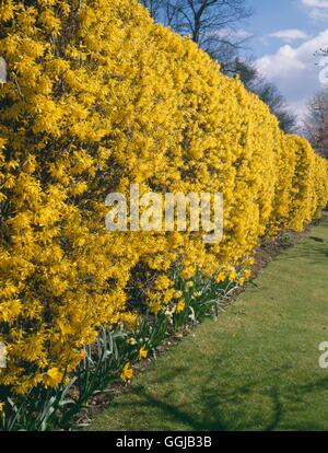 Forsythia, yellow spring flowers hedge and green grass Stock Photo - Alamy