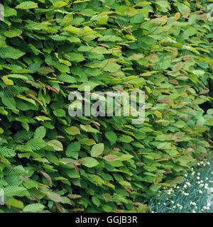 Hornbeam (Carpinus betulus) hedge Stock Photo - Alamy