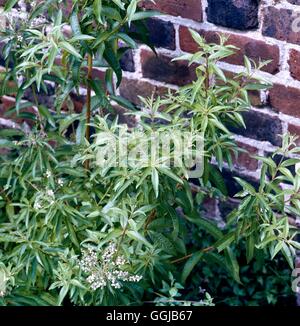 Lemon-scented verbena (Aloysia triphylla, formerly Lippia citriodora ...